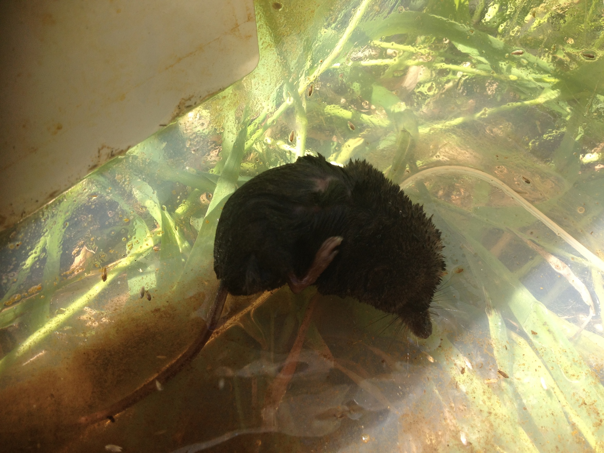 Sorex bendirii (Merriam, 1884)