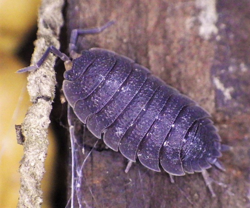 Common Rough Woodlouse from Mendocino County, CA, USA on January 17 ...