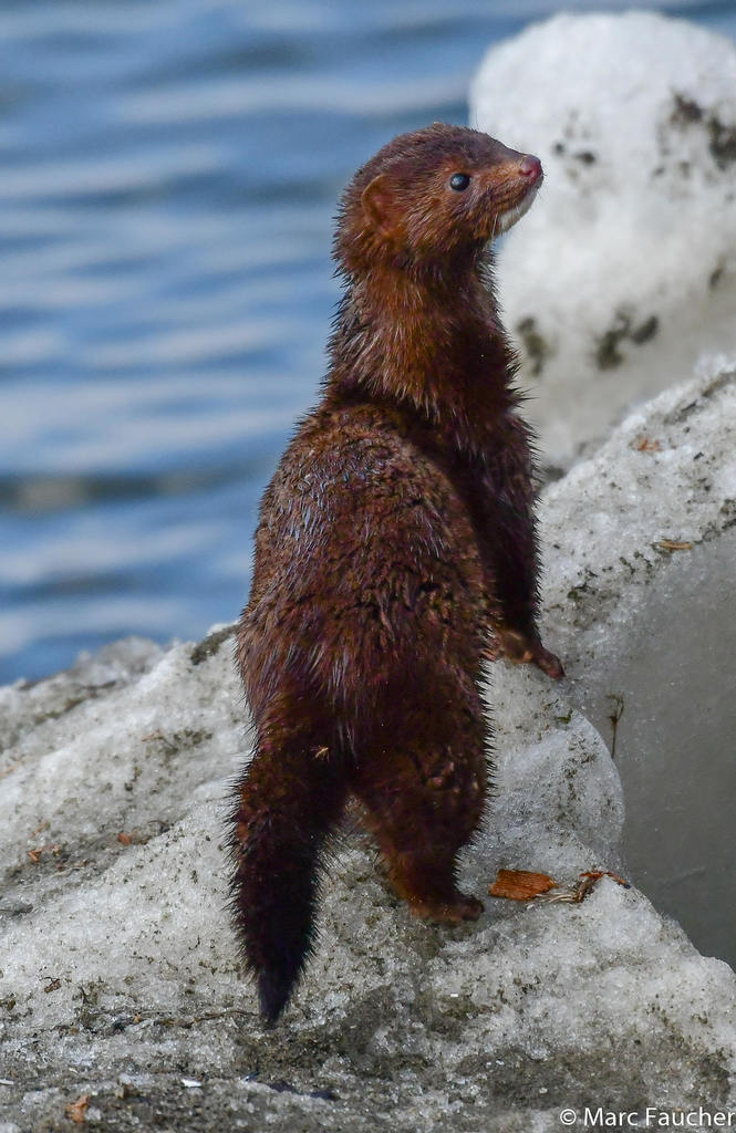 American Mink from Colchester, VT 05446, USA on March 01, 2018 at 01:35 ...