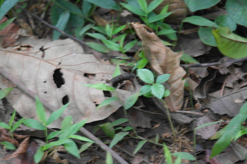 Subspecies Euriphene gambiae gabonica · iNaturalist