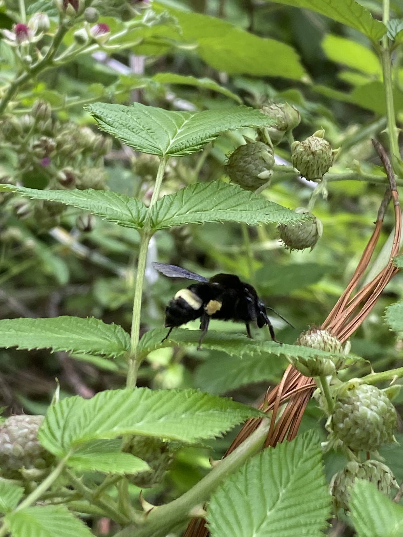 Bombus mexicanus Cresson, 1879