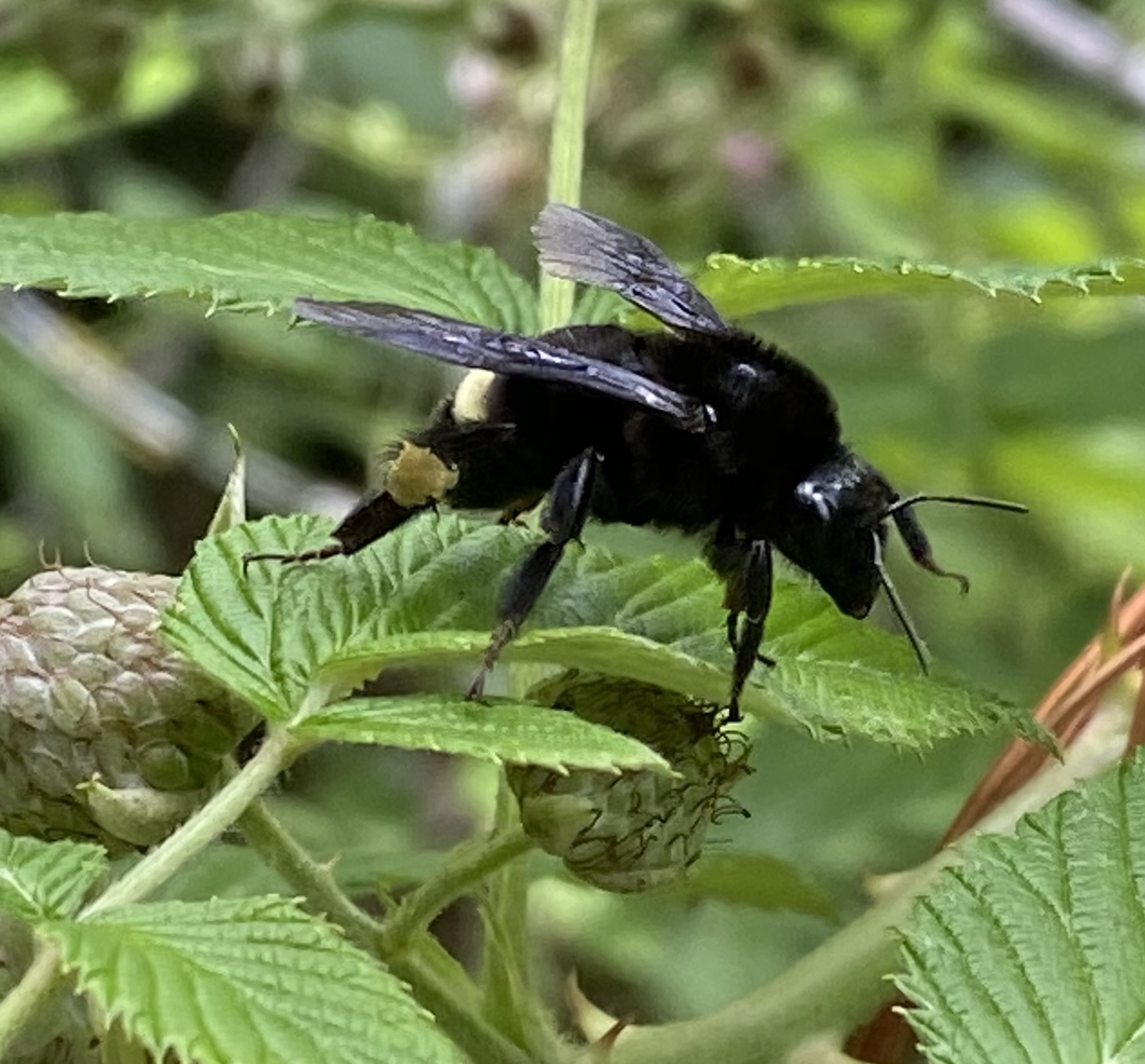 Bombus mexicanus Cresson, 1879