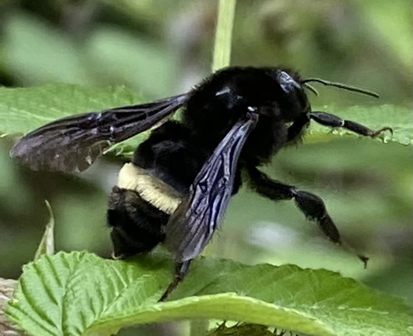 Bombus mexicanus Cresson, 1879