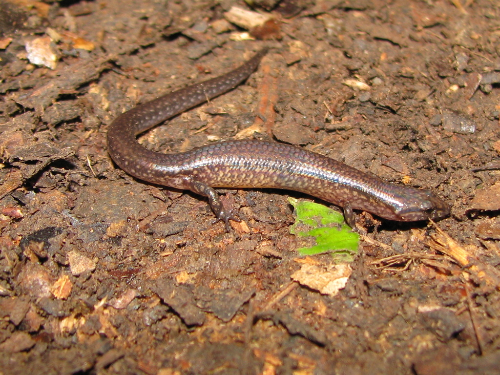 Thornton Peak Calyptotis in October 2012 by Richard D Reams · iNaturalist