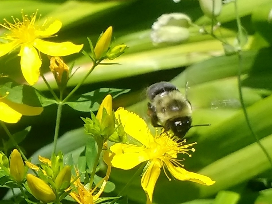 Common Eastern Bumble Bee in June 2021 by Pam Phillips. on Hypericum ...