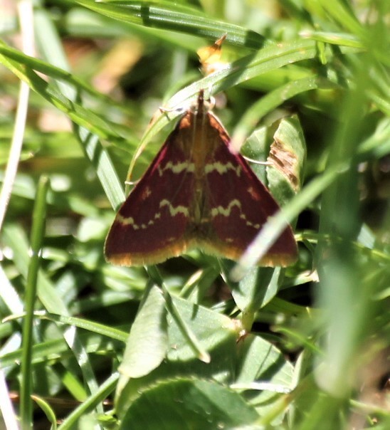 Raspberry Pyrausta Moth from Newmarket, ON, Canada on June 22, 2021 at ...