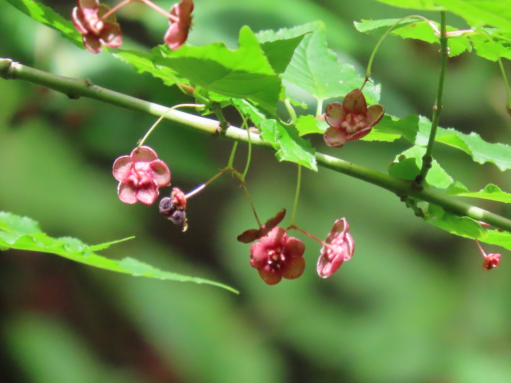 Western Burning Bush (Euonymus occidentalis occidentalis) - Botanical Realm