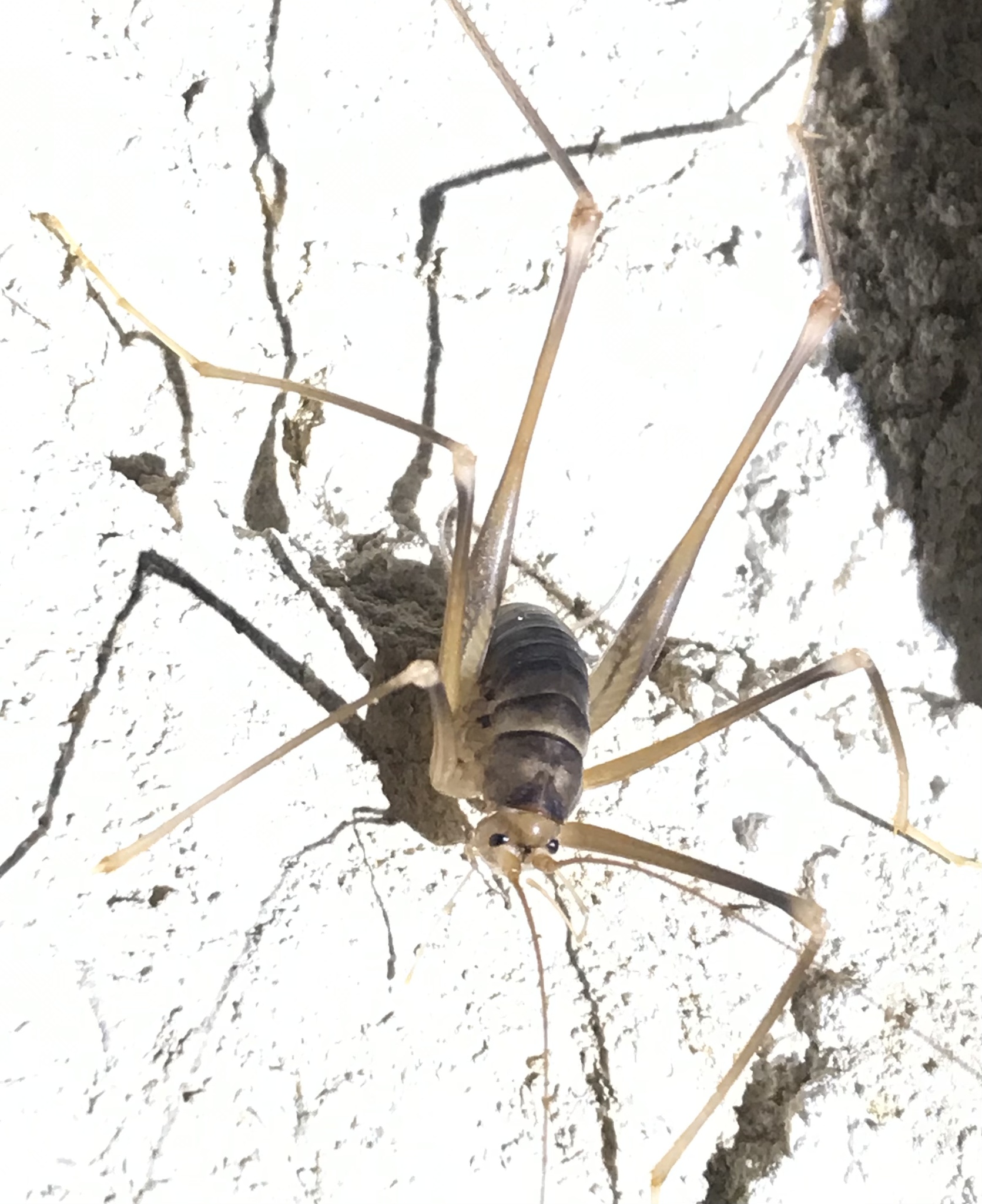 Dolichopoda linderii (Dufour, 1861)