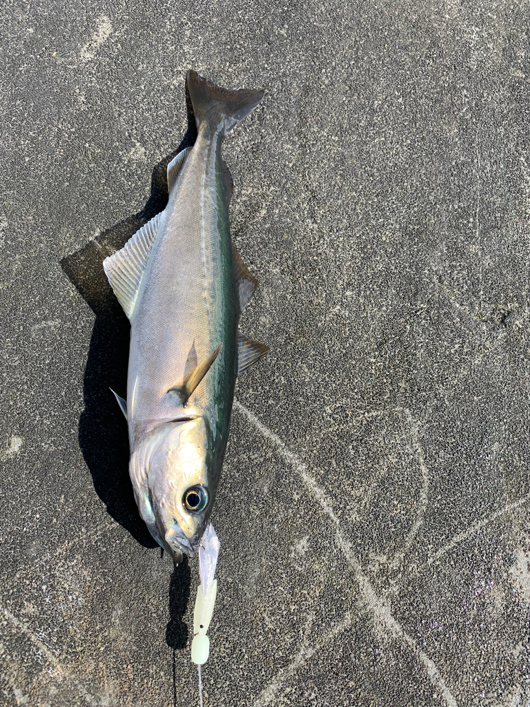 Pollock from Varangerbotn on June 17, 2021 at 12:38 PM by kimizu ...