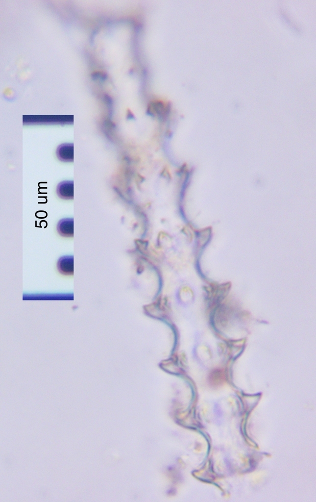 Triploceras gracile from Washington, NH, USA on June 8, 2021 at 01:09 ...