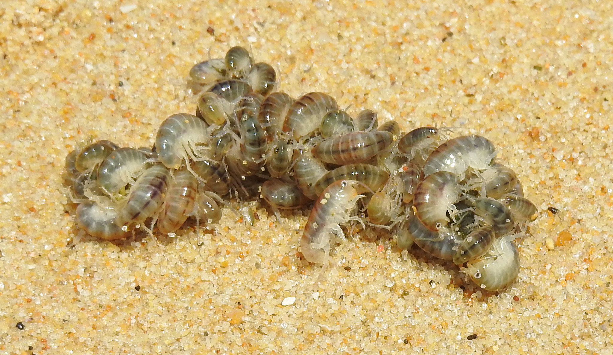 Sandhopper Animal Blenny – Sandhopper Live Gem Factory Ltd.