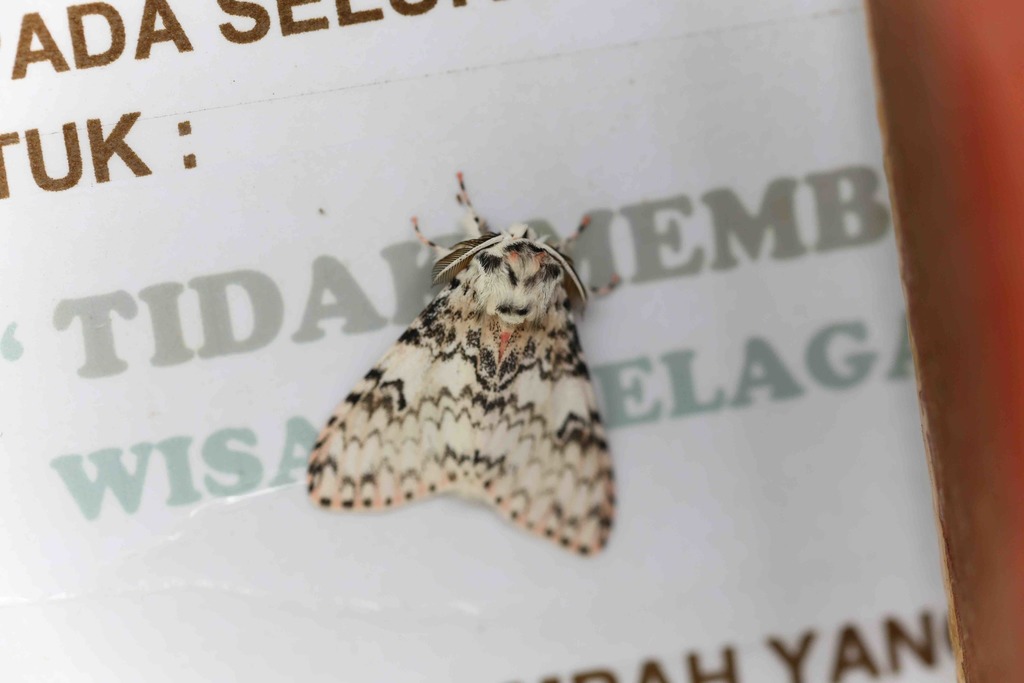 Lymantria minahassa from Central Sulawesi, Indonesia on April 10, 2017 ...