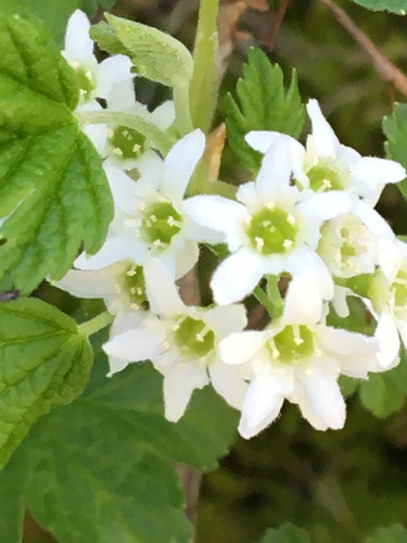 Northern Black Currant (Variety Ribes hudsonianum hudsonianum ...