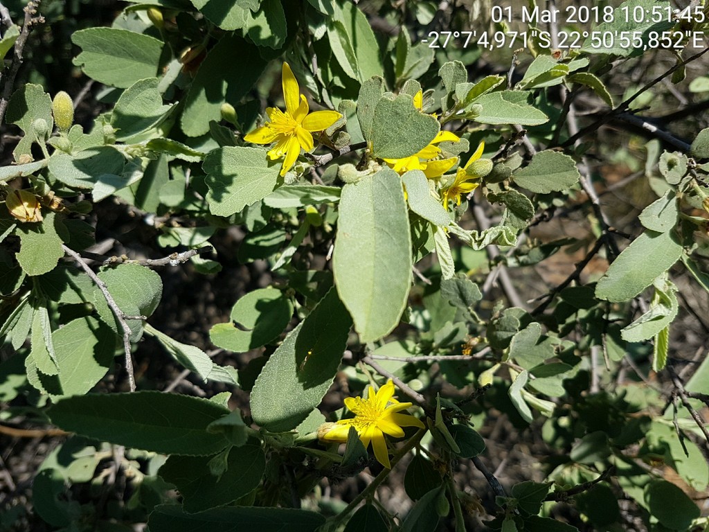 Velvet Raisin from Santoy, 8491, South Africa on March 01, 2018 at 03: ...