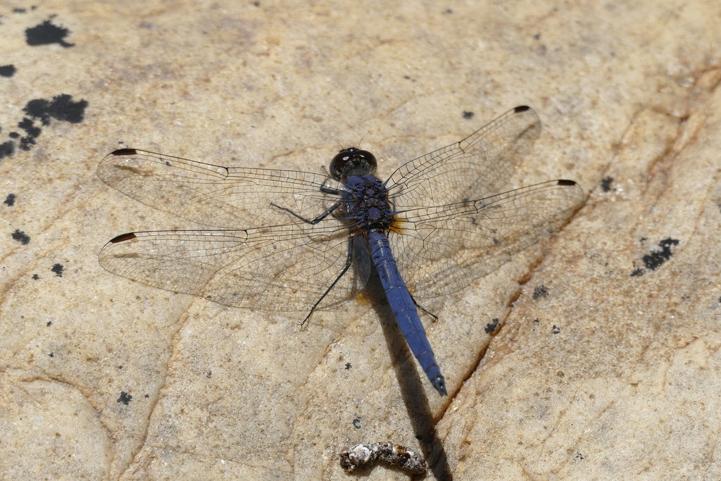 Navy Dropwing from Kogelberg Nature Reserve, Overberg District ...