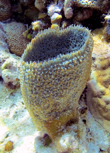 Genus Niphates · iNaturalist United Kingdom