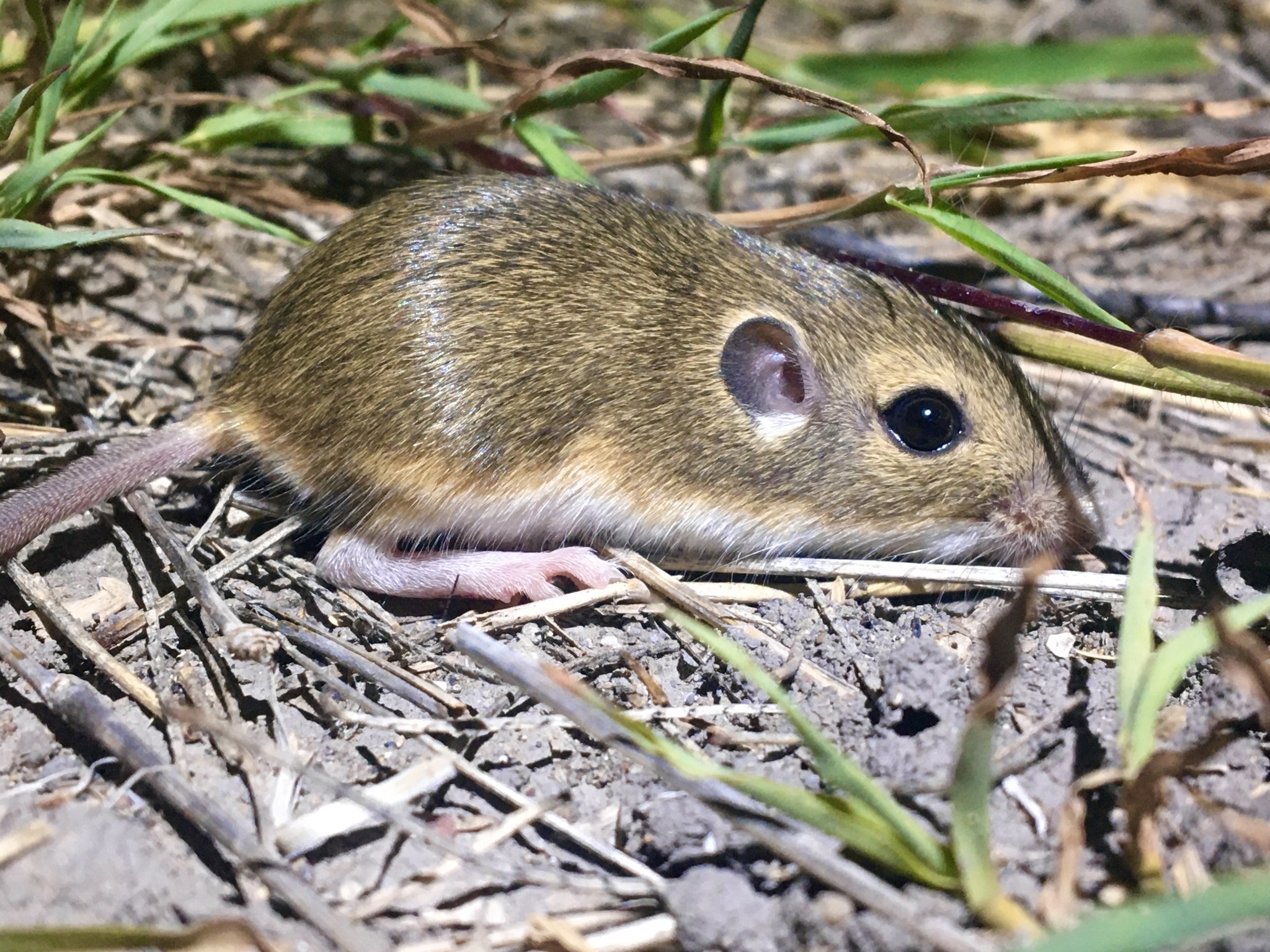 Perognathus merriami J.A.Allen, 1892