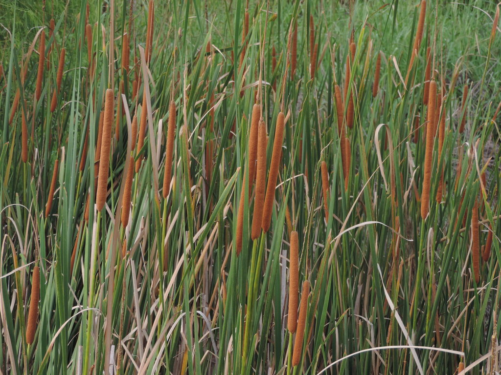 Typha domingensis (Tenerife Plants Poales) · iNaturalist