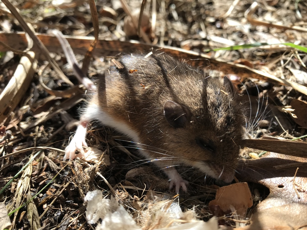 White-footed Mouse from Graceland Cemetery, Chicago, IL, US on March 02 ...