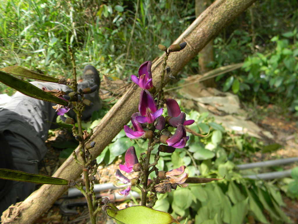 (Millettia mannii) - Botanical Realm