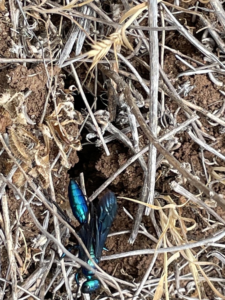 Steel-blue Cricket-hunter Wasp from Spring Valley, CA, USA on June 23 ...