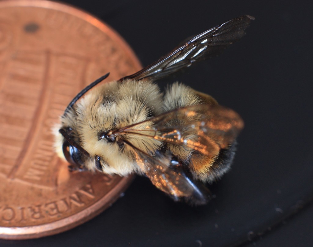 Abrupt Digger Bee from Belvidere, IL 61008, USA on June 23, 2021 at 08: ...