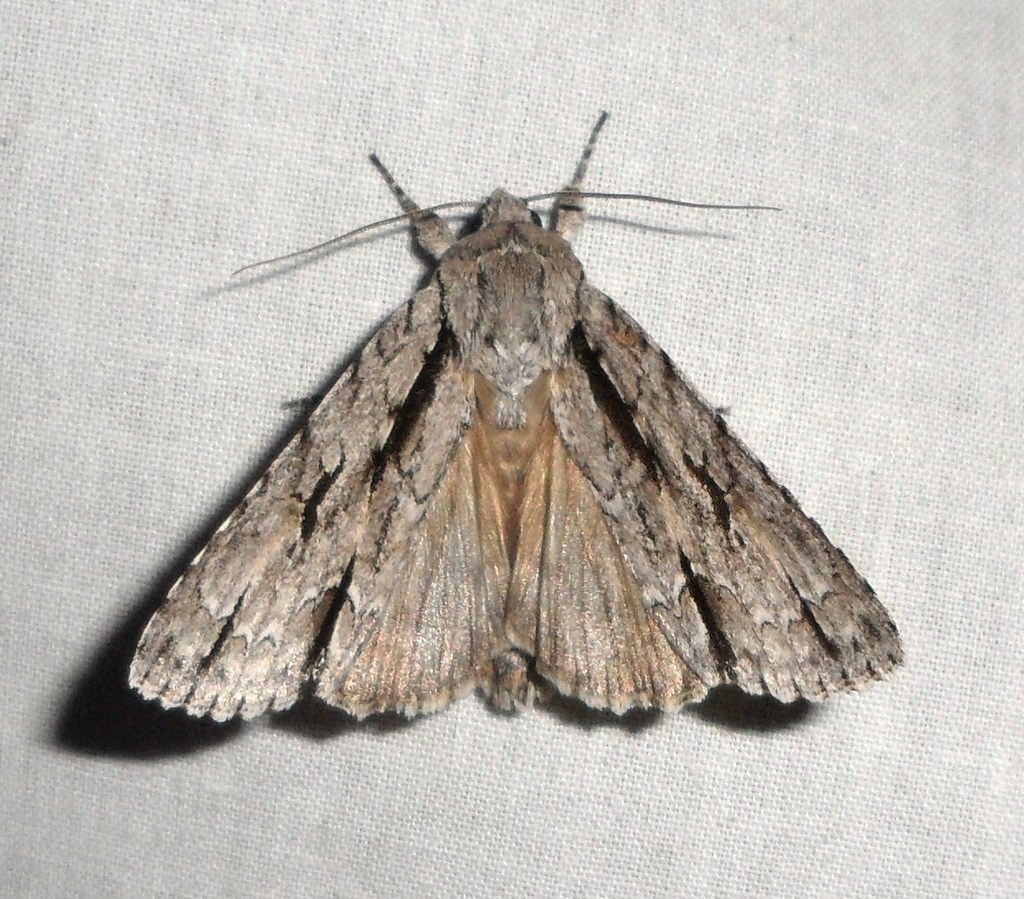 Greater Oak Dagger (Lee County SC Moths) · iNaturalist