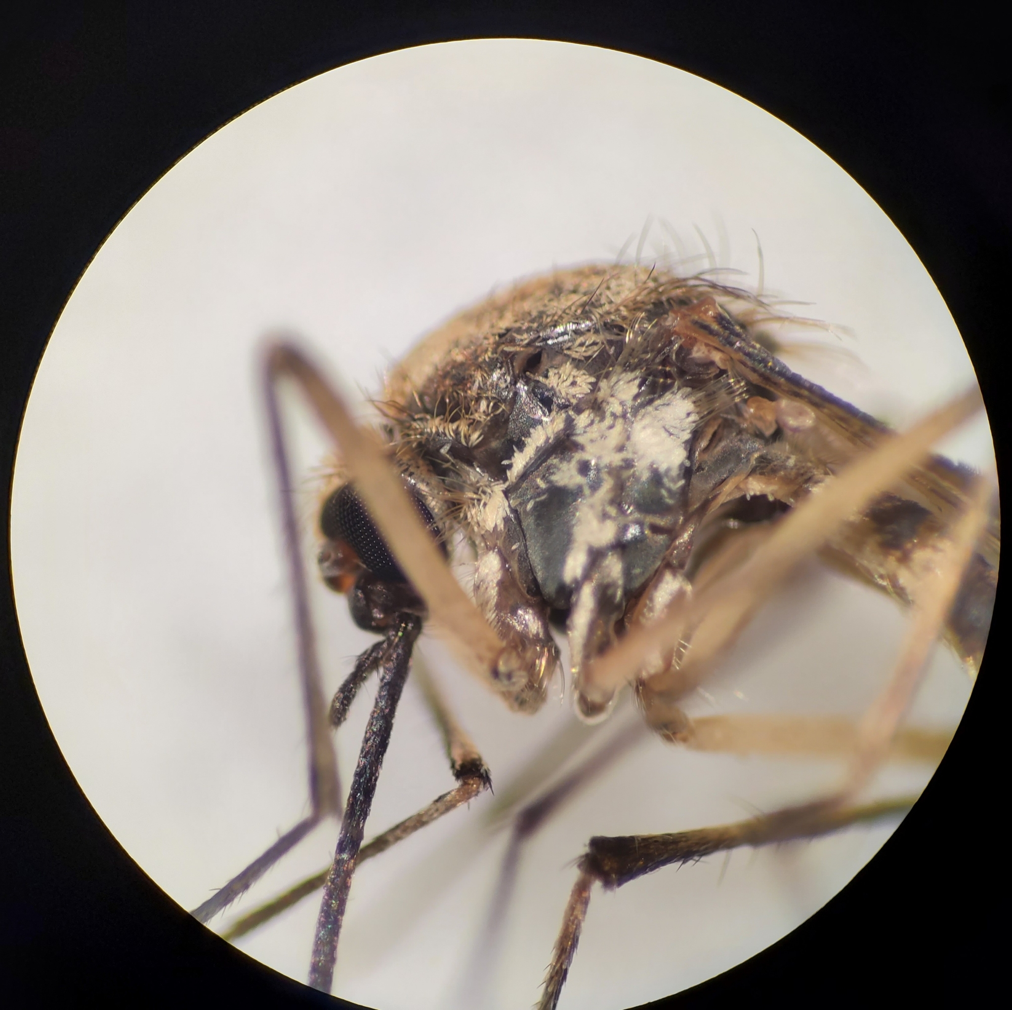 Aedes sticticus (Meigen, 1835)