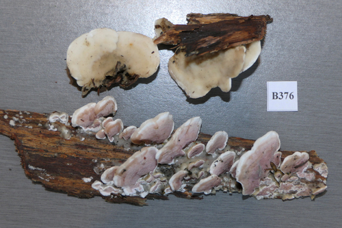 Photo 13844776, (c) Jerry Cooper, some rights reserved (CC BY ...