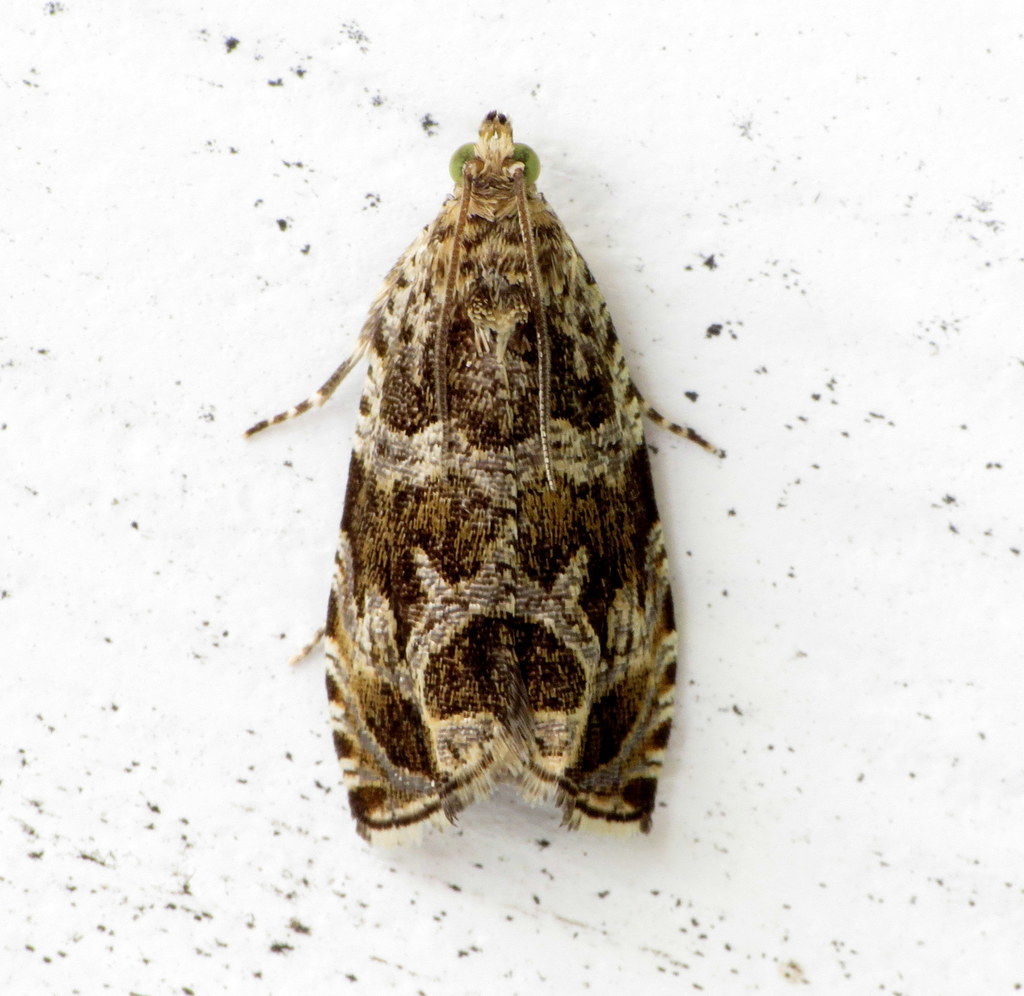 Raspberry Leafroller Moth (Lepidoptera of Rumney Marsh (Essex Co., MA ...