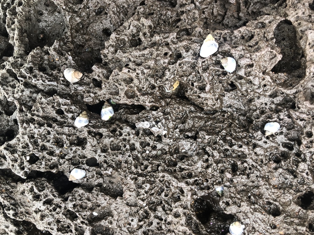 Little Blue Periwinkle from Glenelg - Heywood, AU-VI, AU on June 24 ...