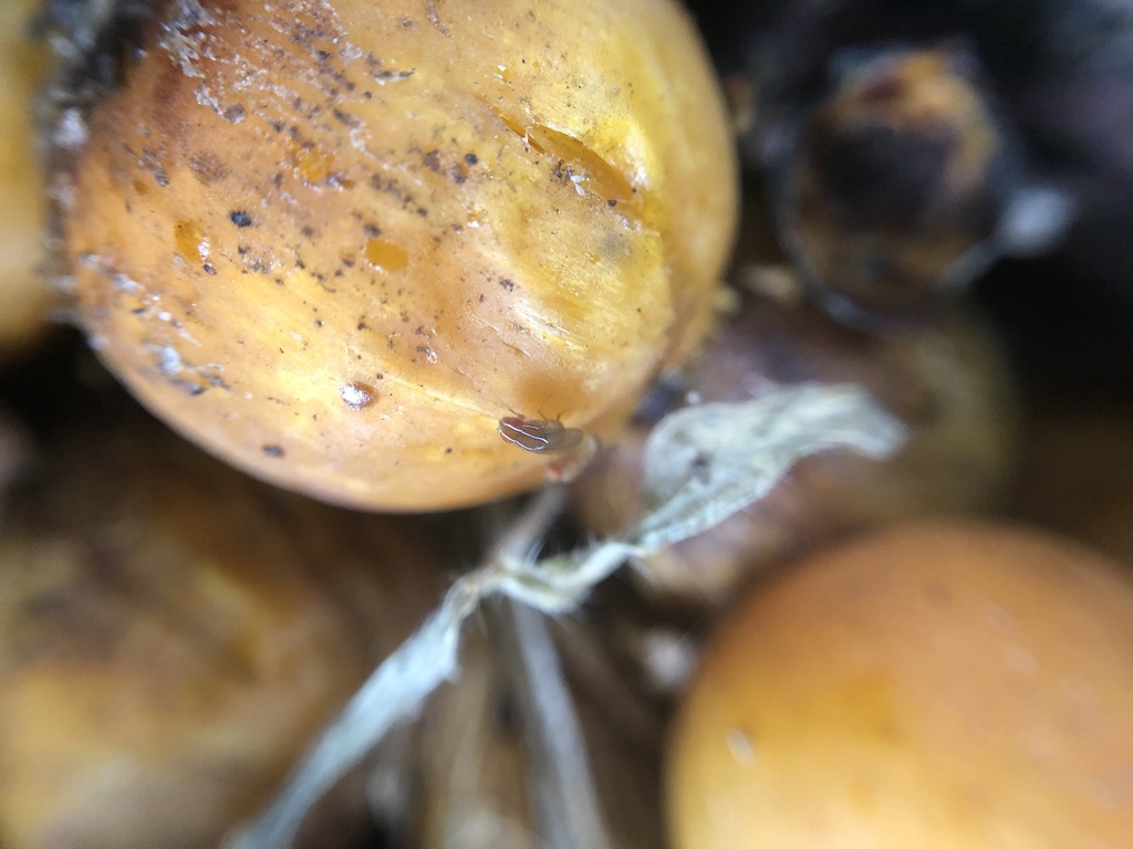African Fig Fly from San Jose, Heredia, CR on June 23, 2021 at 04:59 PM ...