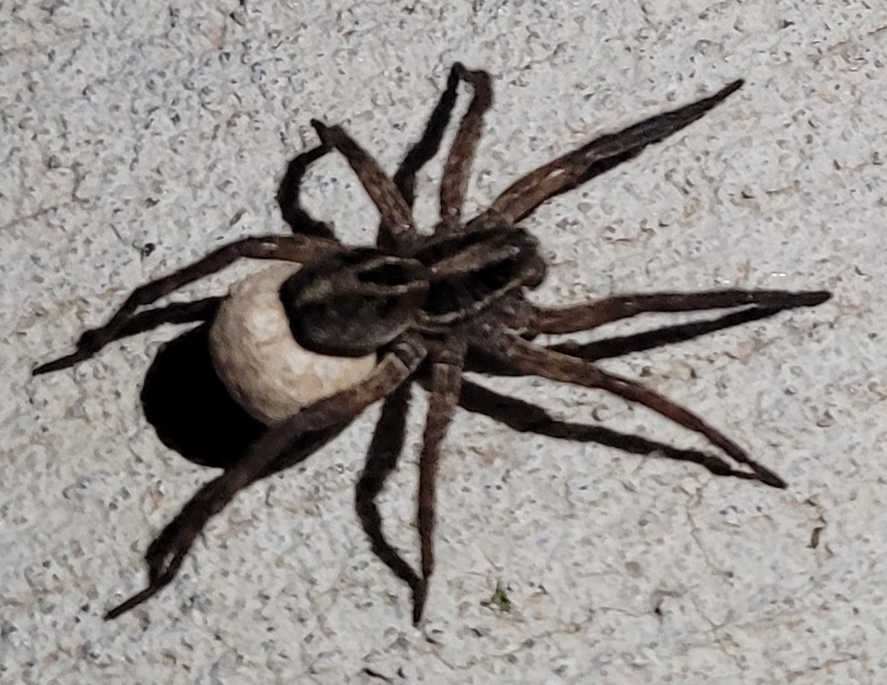Lycosinae in June 2021 by Danielle Miller. Spider dropped egg sack ...