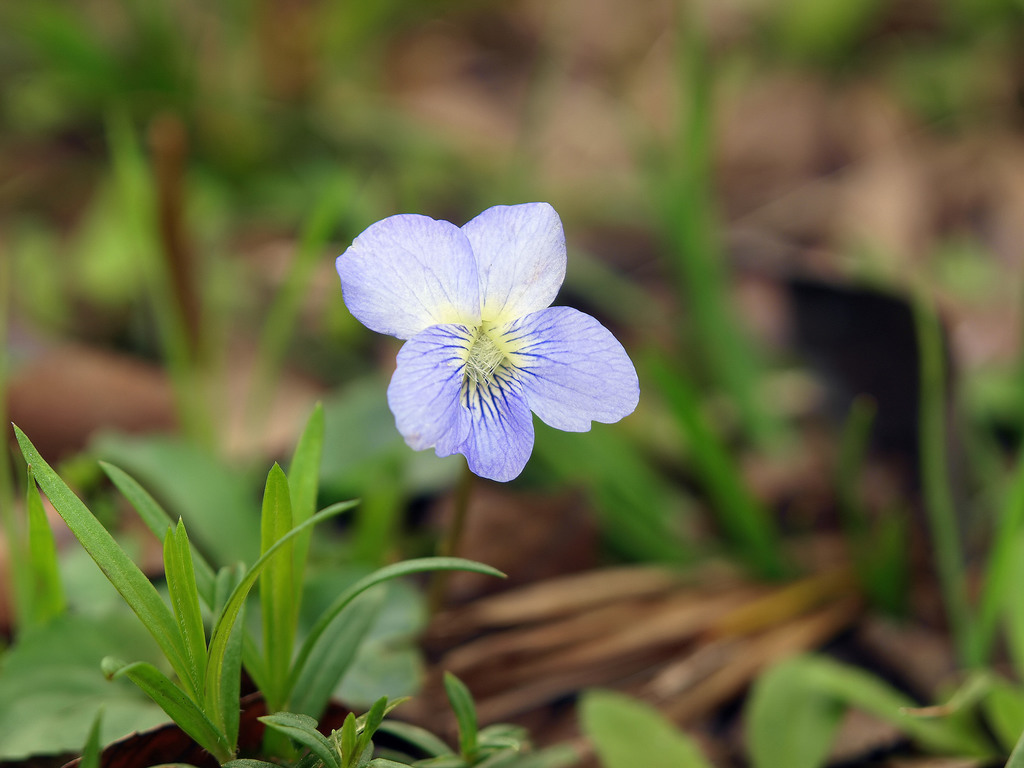 common blue violet from Dallas, TX, USA on February 27, 2017 at 10:36 ...