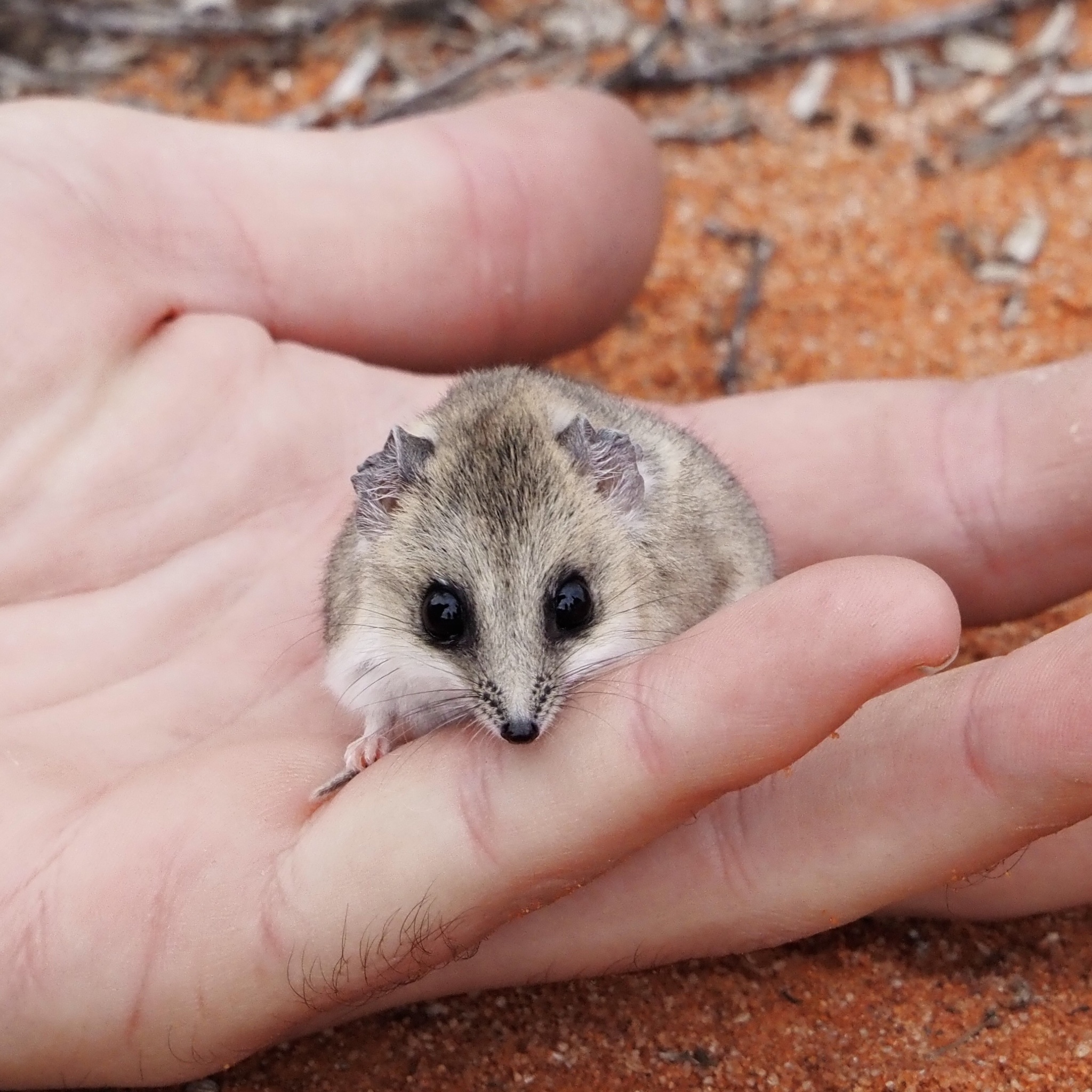 Sminthopsis crassicaudata (Gould, 1844)