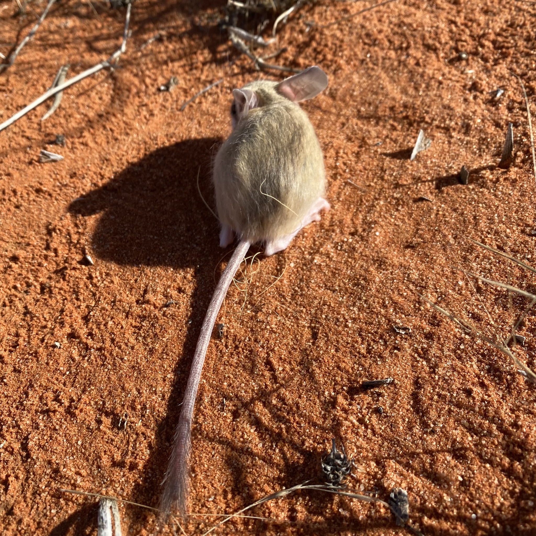 Notomys Lesson, 1842