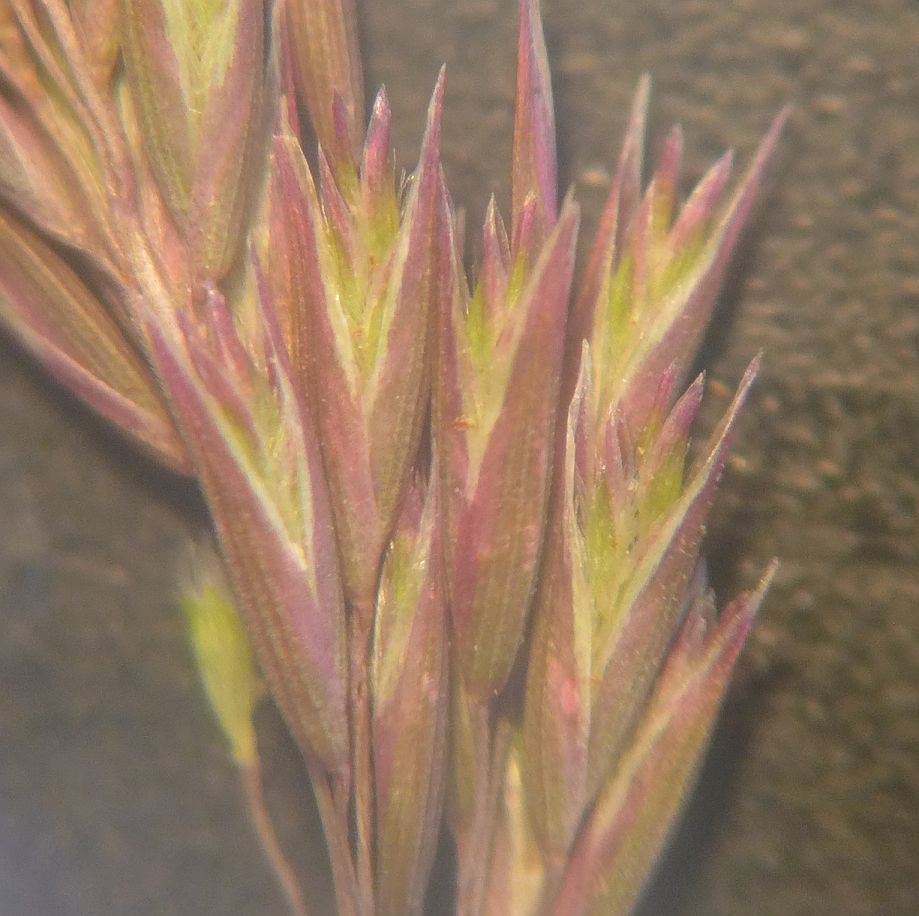 Arabian grass from San Diego County, CA, USA on March 1, 2018 at 11:29 ...