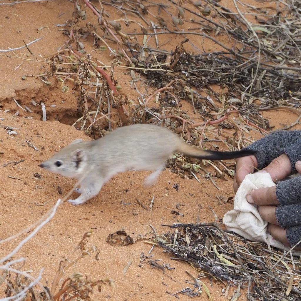 Ampurta (Dasycercus hillieri) - Know Your Mammals