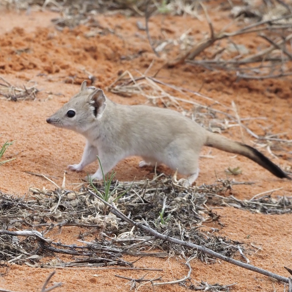 Crest-tailed Mulgara (Dasycercus cristicauda) - Know Your Mammals