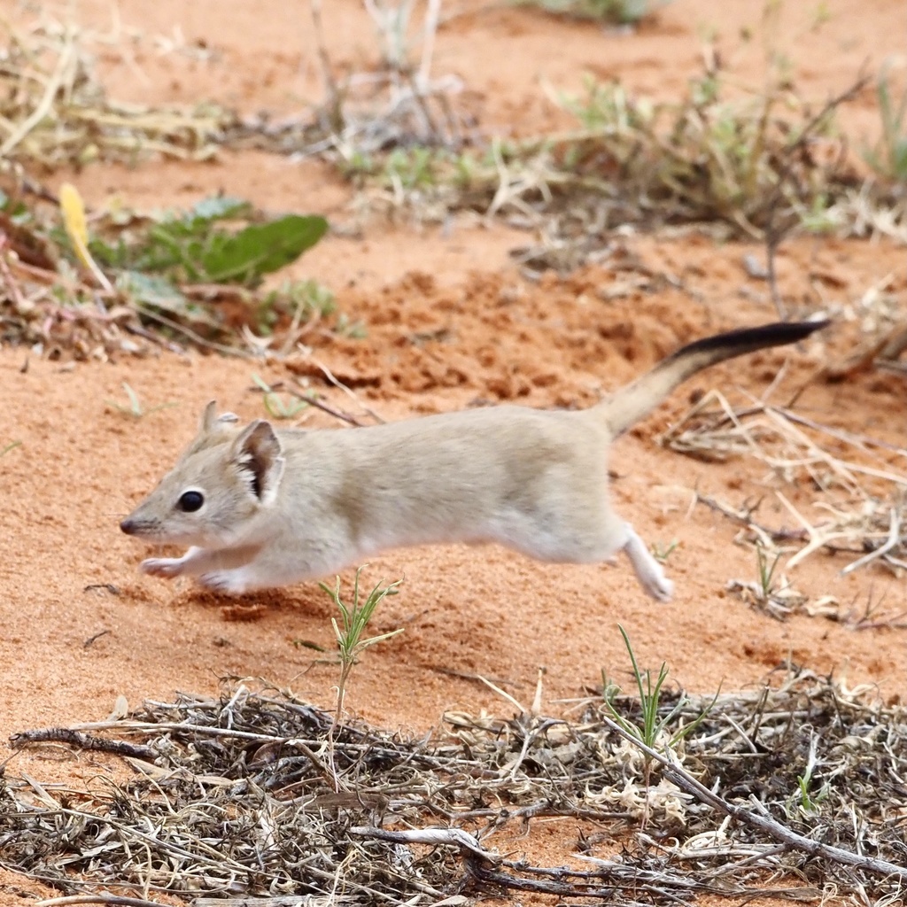 Crest-tailed Mulgara (Dasycercus cristicauda) - Know Your Mammals