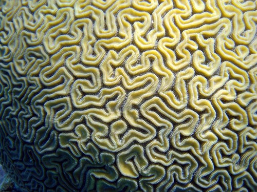 Diploria labyrinthiformis · iNaturalist Mexico