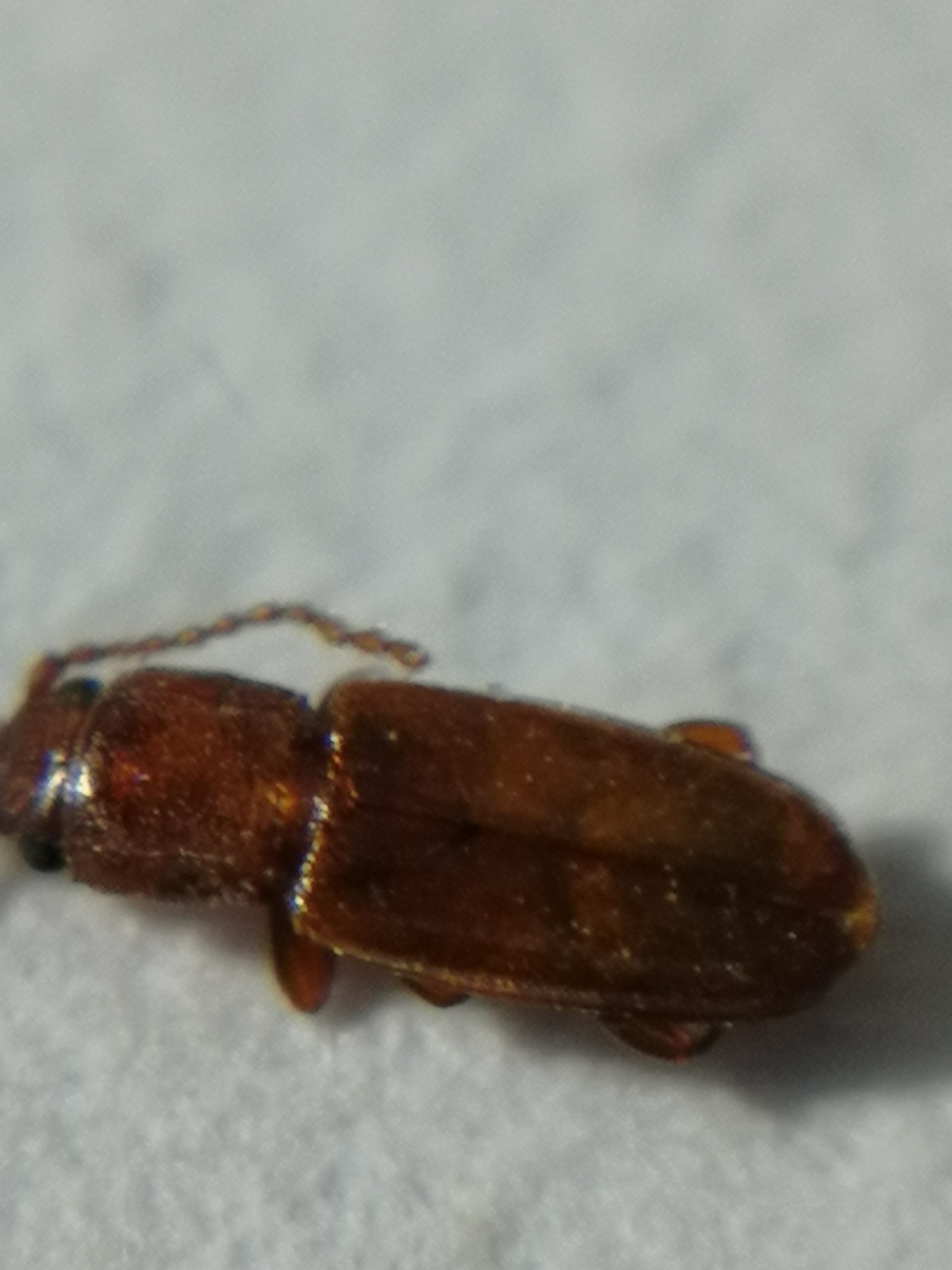 Placonotus MacLeay, 1871