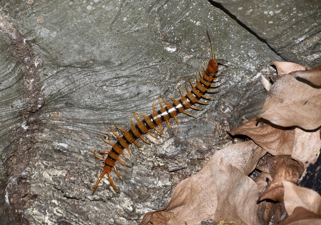 Caribbean Giant Centipede from Provincia de Santiago de Cuba, CU on ...