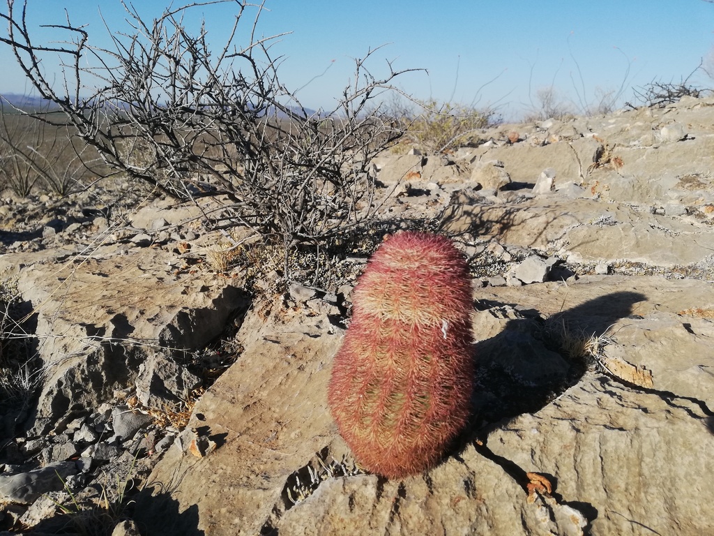 Echinocereus dasyacanthus multispinosus from Julimes, Chih., México on ...