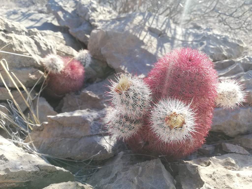 Echinocereus dasyacanthus multispinosus from Julimes, Chih., México on ...