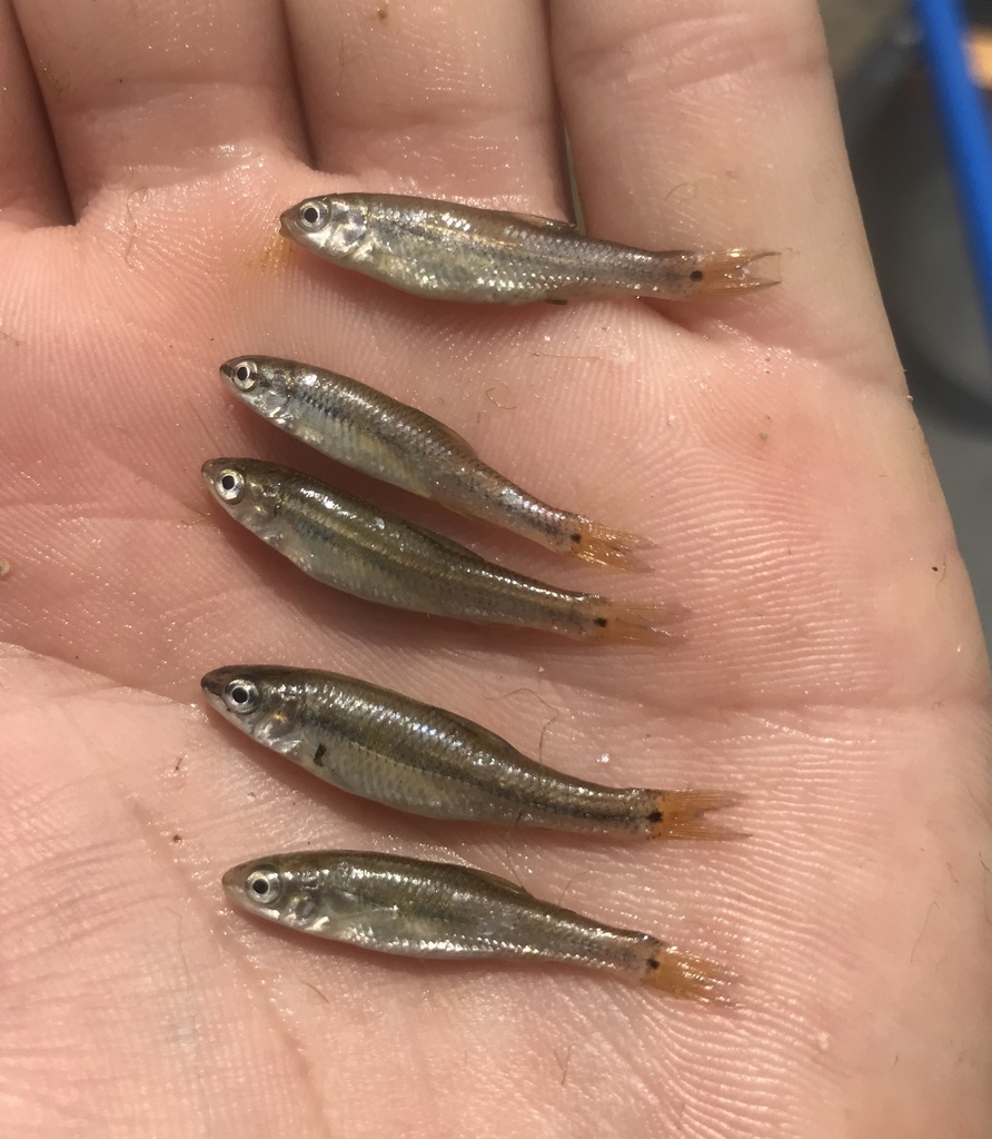 Guadalupe Roundnose Minnow from South Llano River, Junction, TX, US on ...