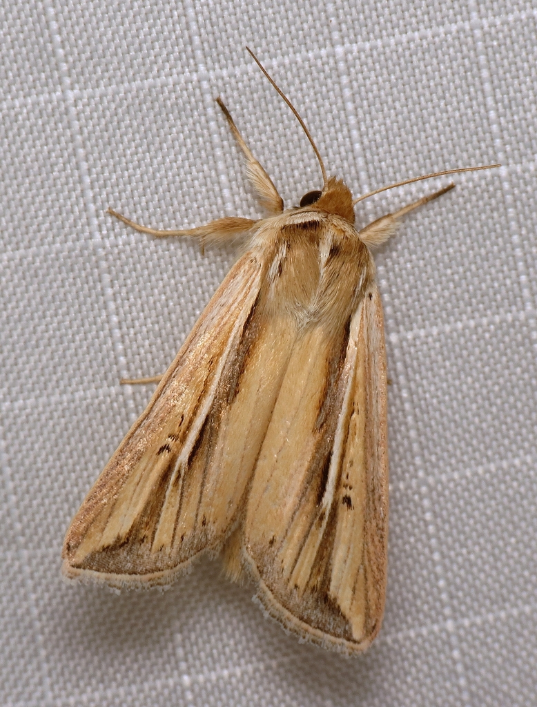 Wheat Head Armyworm (A Guide to the moths in the superfamily Noctuoidae ...