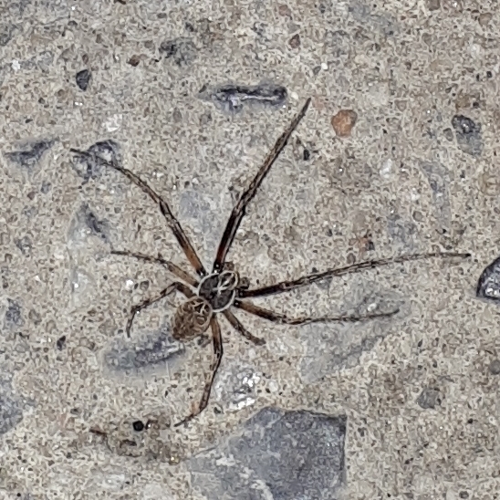 Can anyone ID this spider? Toronto, Ontario : r/spiderID