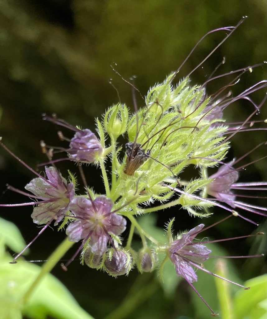 Pacific Waterleaf (Carkeek Park, NW Seattle) · iNaturalist