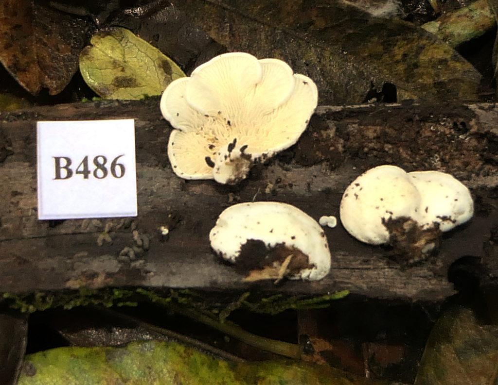 Cheimonophyllum from Kaikoura, NZ-CA, NZ on February 28, 2018 at 04:12 ...